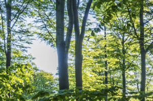 Atos reçoit la note RSE triple A de la part de l’agence MSCI